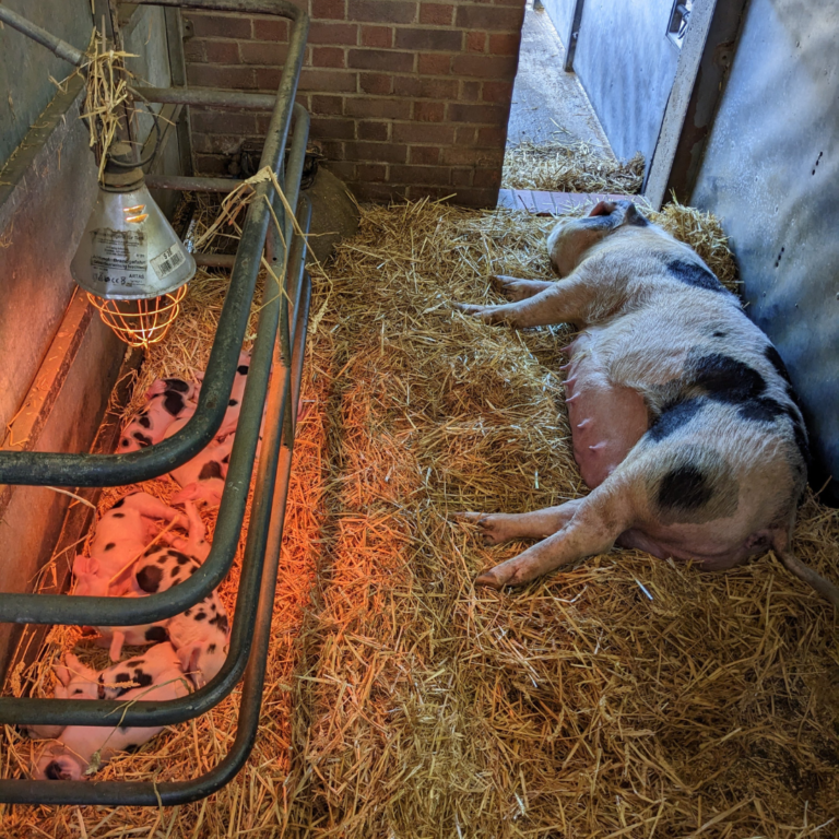 Balade à Wimpole Hall et sa ferme - Madame Dree